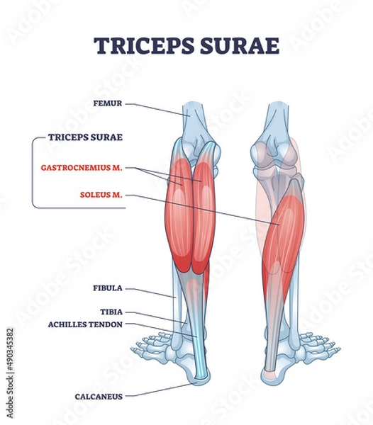 Obraz Triceps surae with gastrocnemius and soleus leg muscles outline ...