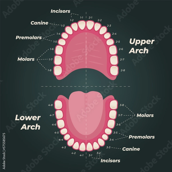 Fototapeta Medical dental diagram illustration. Orthodontist human ...